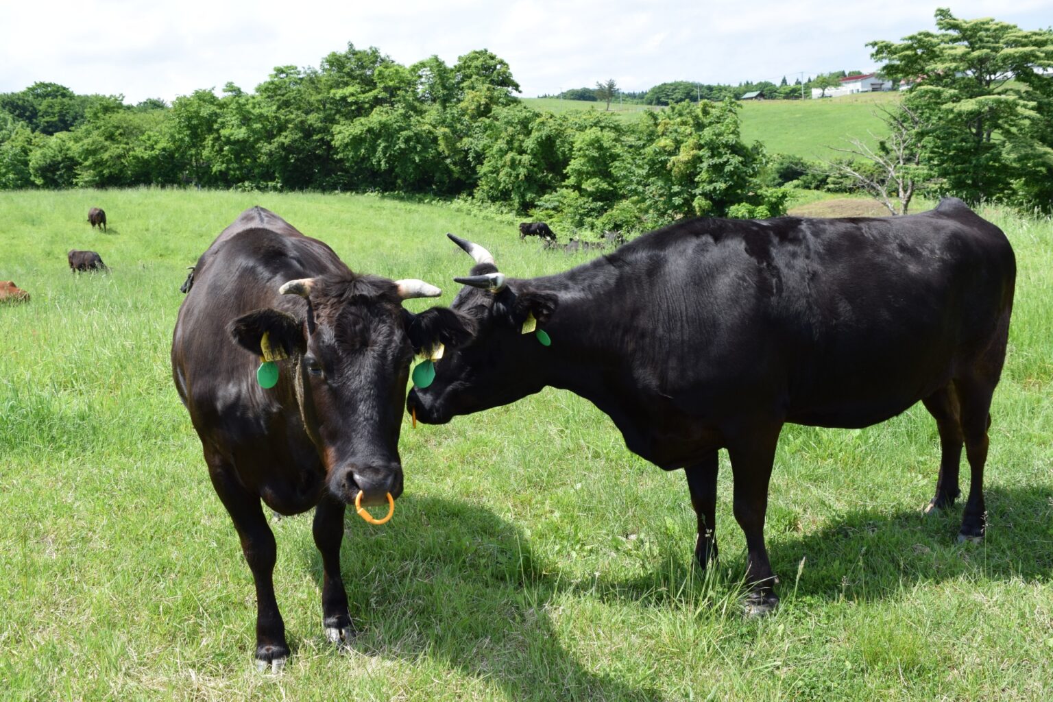 Wagyu: Japan’s Premium Beef Explained